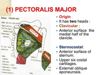 PECTORAL_MUSCLES.pptx