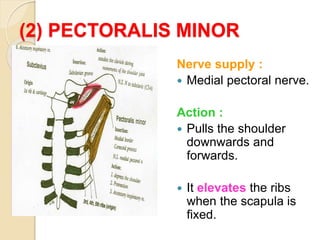 PECTORAL_MUSCLES.pptx