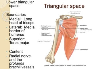 PECTORAL_MUSCLES.pptx