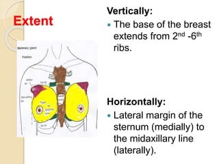 PECTORAL_MUSCLES.pptx