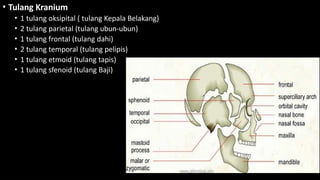 ANATOMI DAN FISIOLOGI f sistem muskuloskeletal.pptx