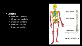 anatomi dan fisiologi sistem muskuloskeletal.pptx