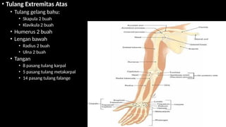 anatomi dan fisiologi sistem muskuloskeletal.pptx