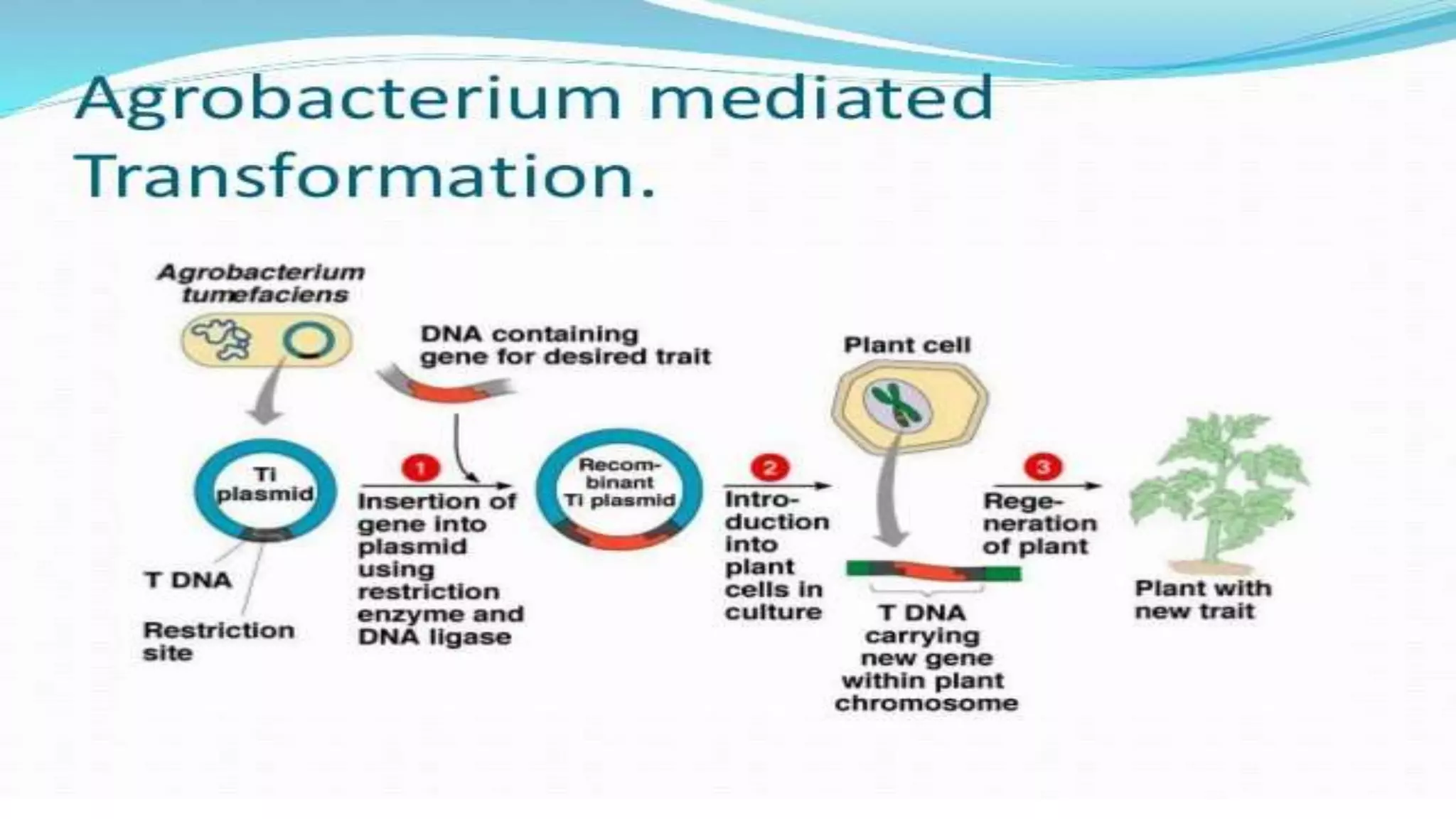 Genetically Modified Crop Production. | PPTX