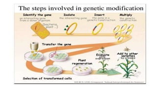 Genetically Modified Crop Production. | PPTX