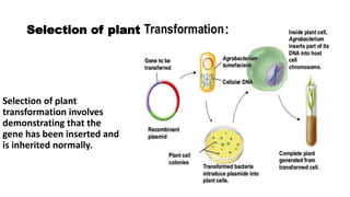 Genetically Modified Crop Production. | PPTX
