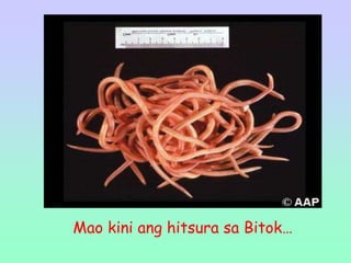 ANG-BITOK.ppt