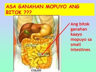 ANG-BITOK.ppt
