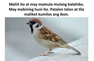 ANG ALAMAT NG MAYA | DOCX