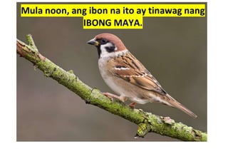 ANG ALAMAT NG MAYA | DOCX
