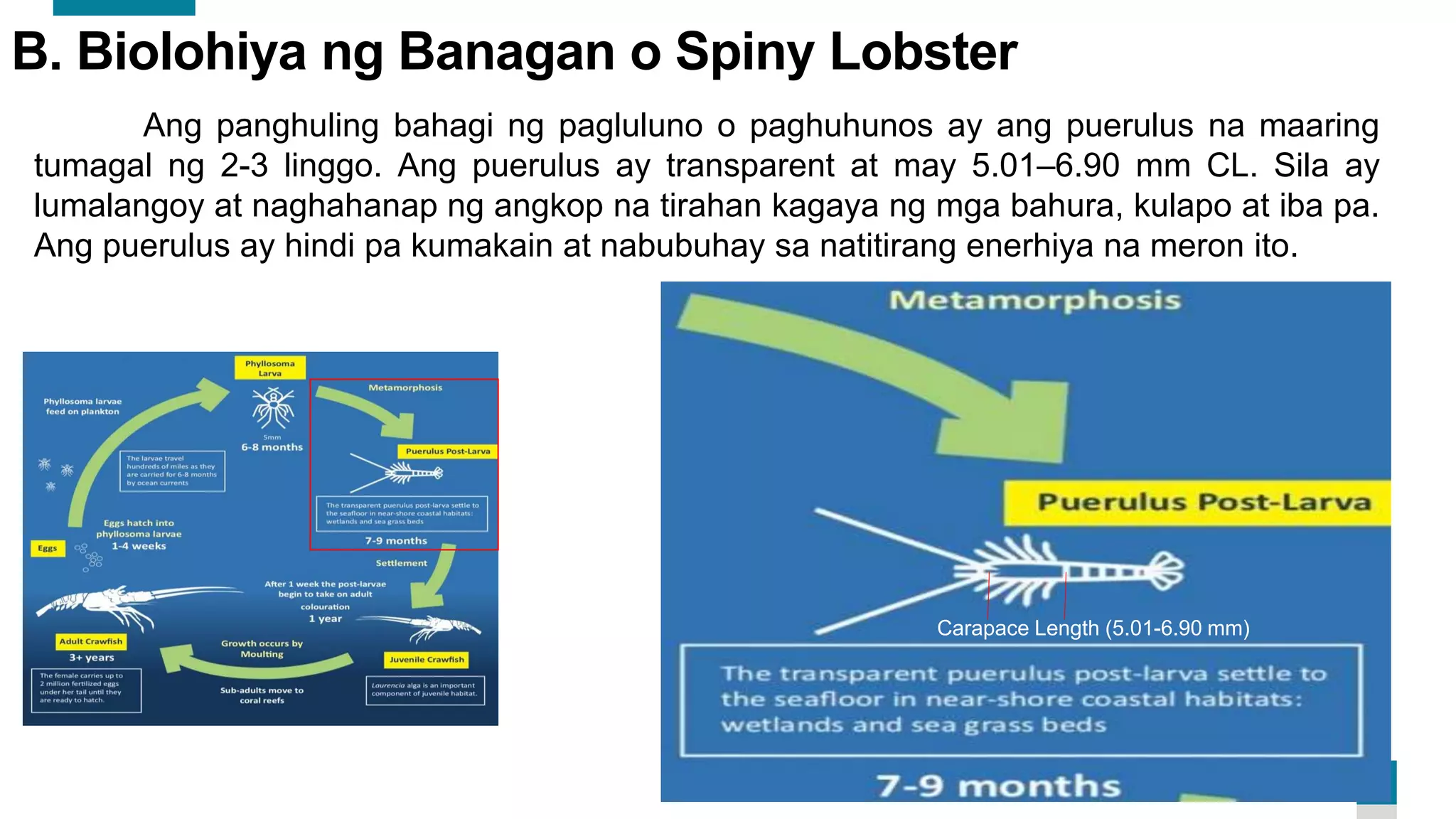 Ang Biolohiya, Ekolohiya at Pangisdaan ng mga Banagan.pptx