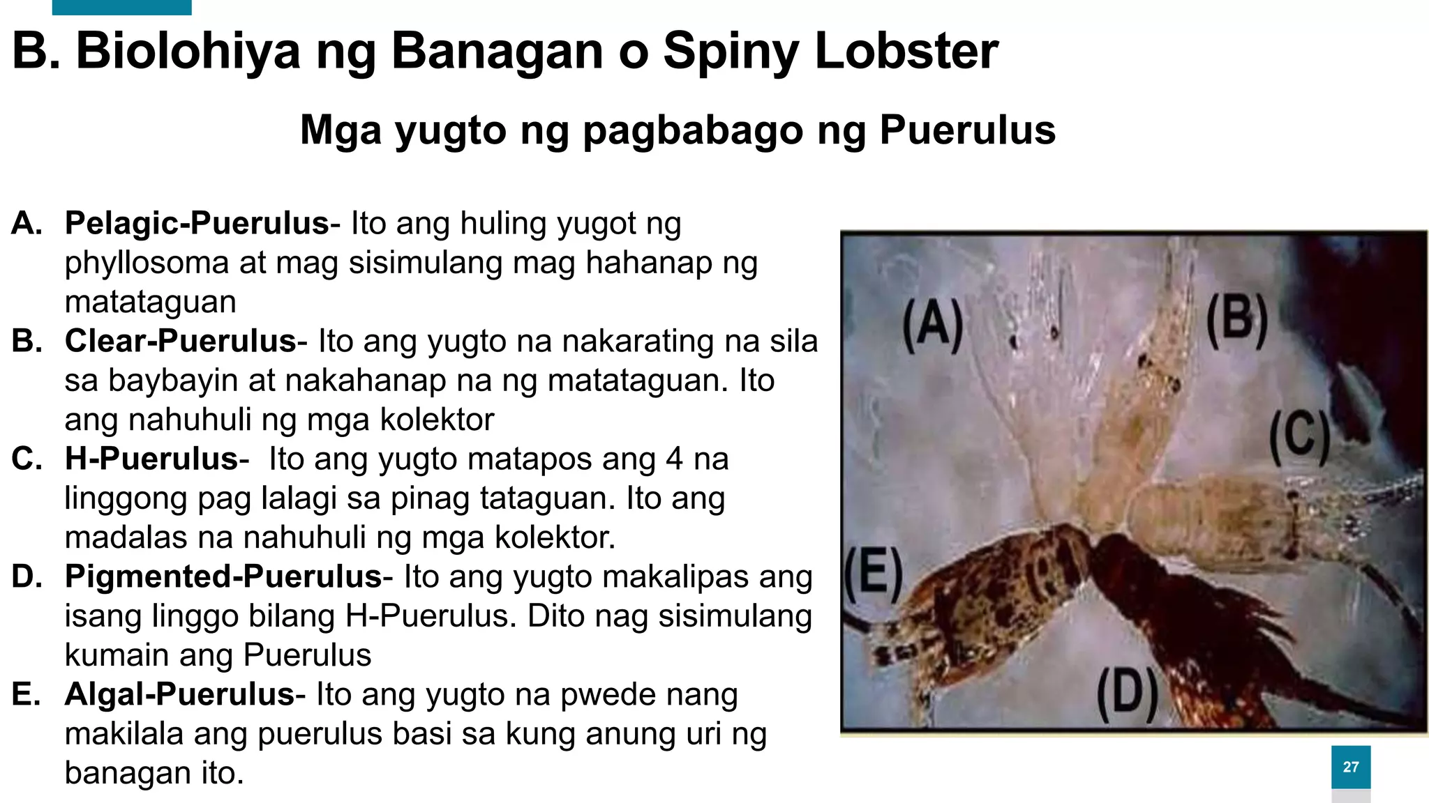 Ang Biolohiya, Ekolohiya at Pangisdaan ng mga Banagan.pptx