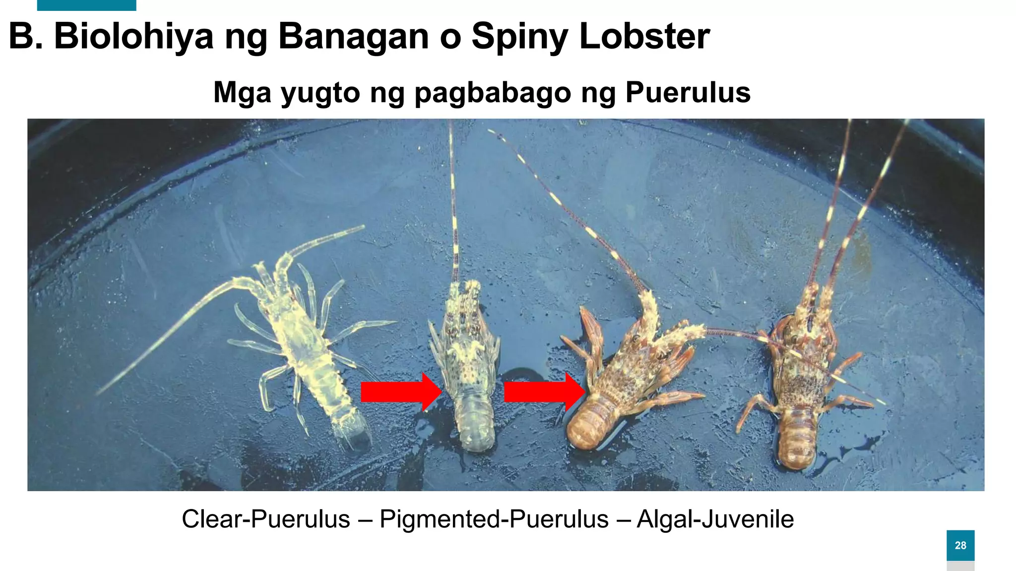 Ang Biolohiya, Ekolohiya at Pangisdaan ng mga Banagan.pptx