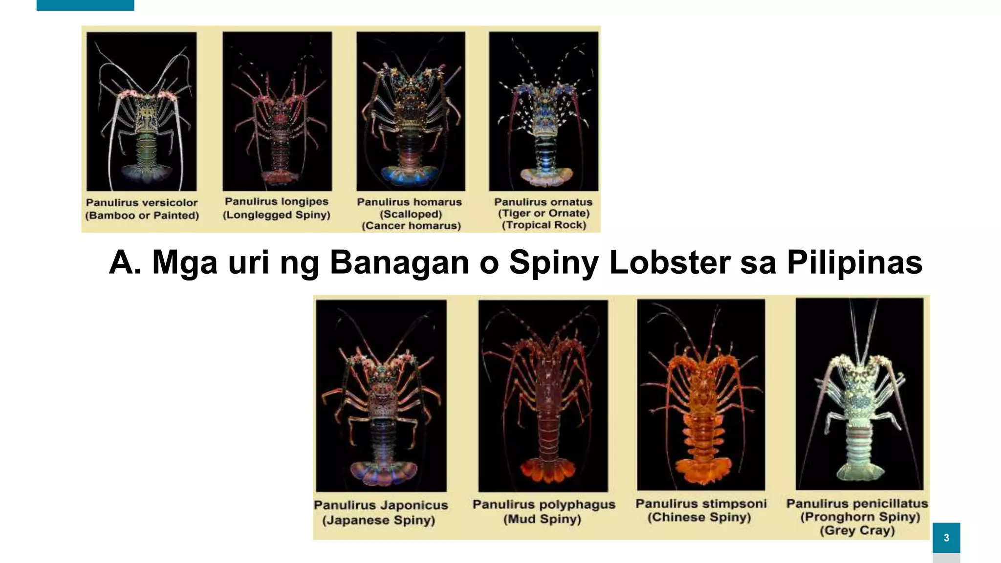 Ang Biolohiya, Ekolohiya at Pangisdaan ng mga Banagan.pptx