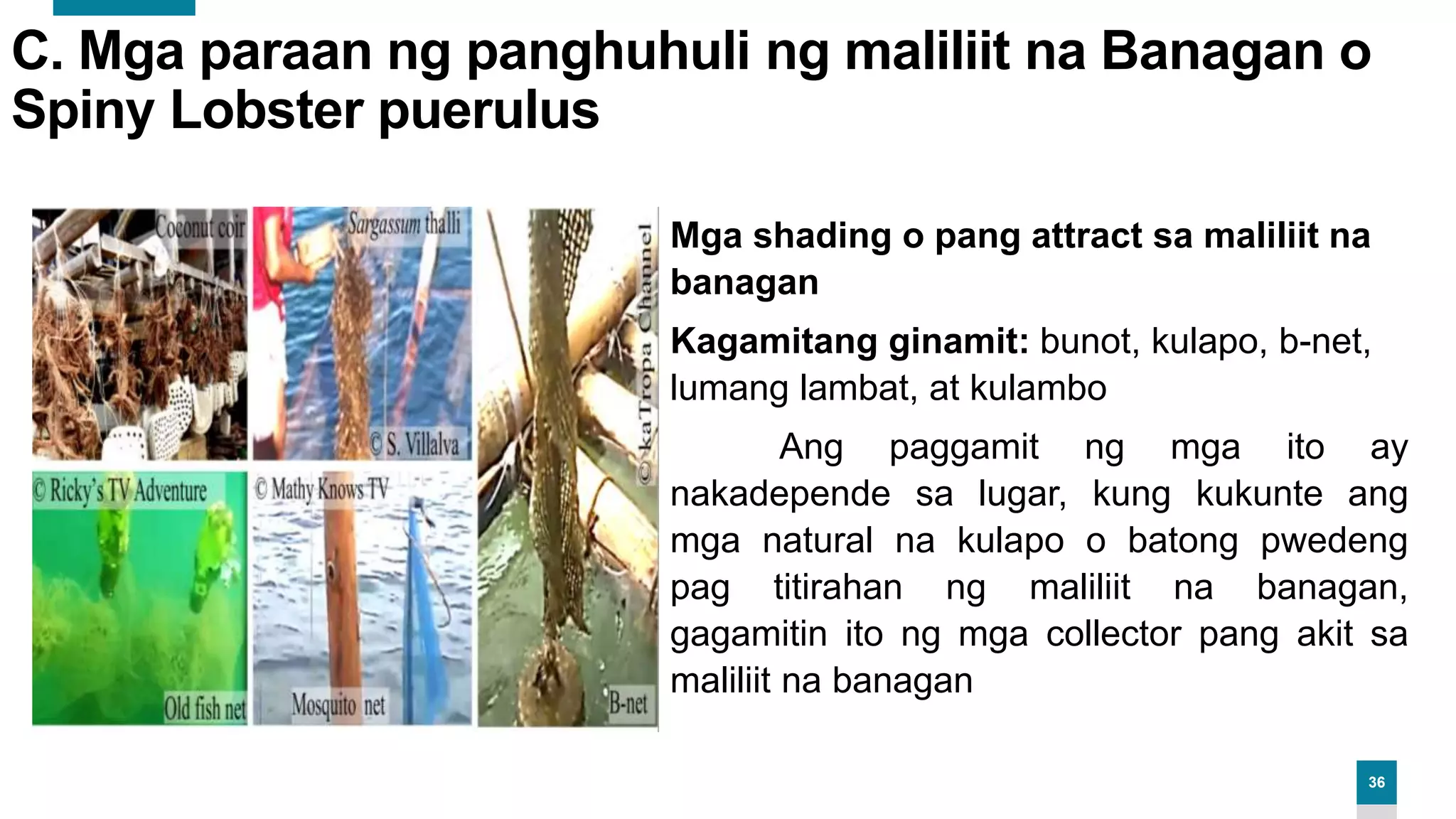 Ang Biolohiya, Ekolohiya at Pangisdaan ng mga Banagan.pptx