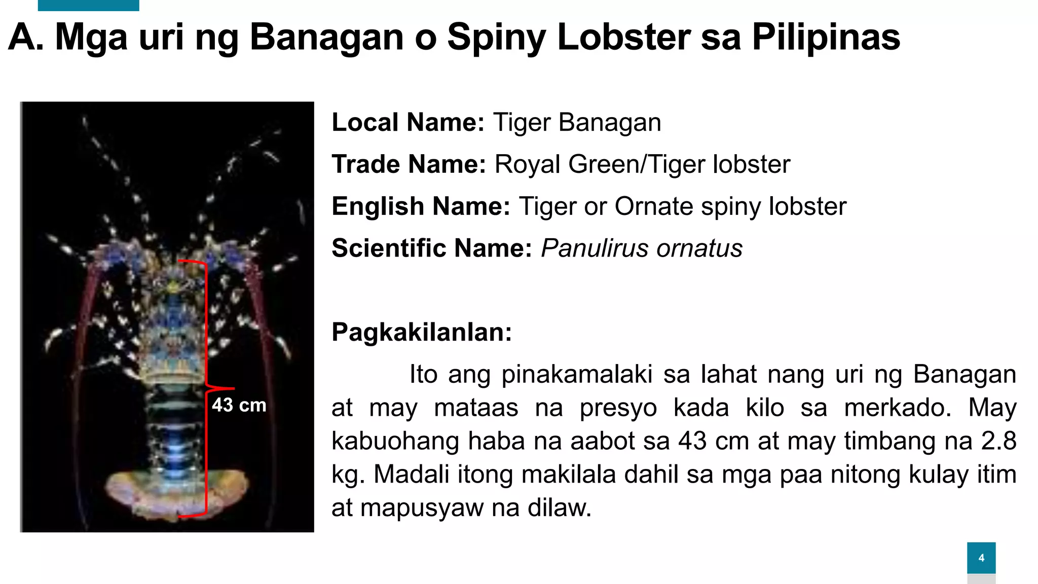 Ang Biolohiya, Ekolohiya at Pangisdaan ng mga Banagan.pptx