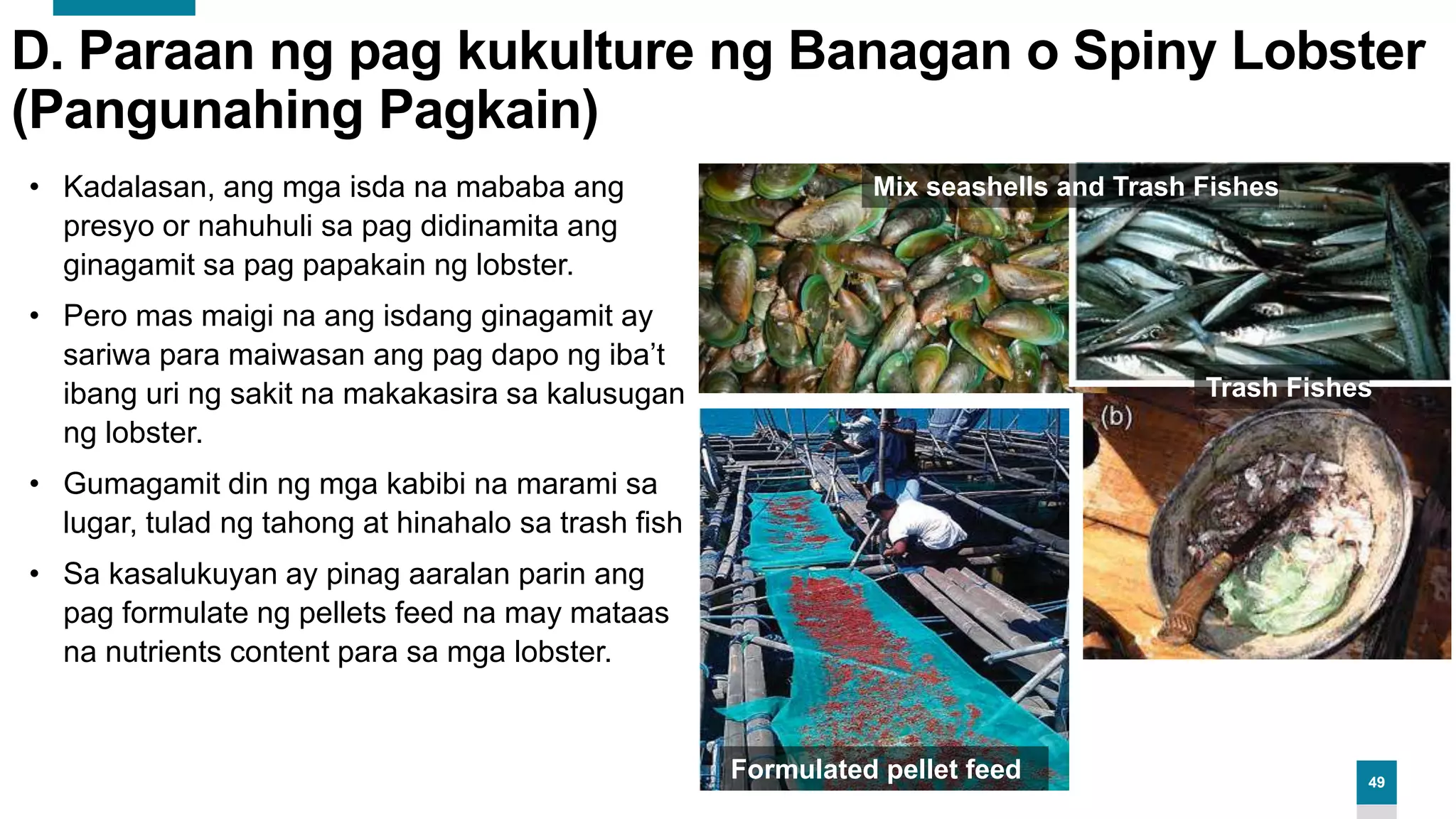 Ang Biolohiya, Ekolohiya at Pangisdaan ng mga Banagan.pptx