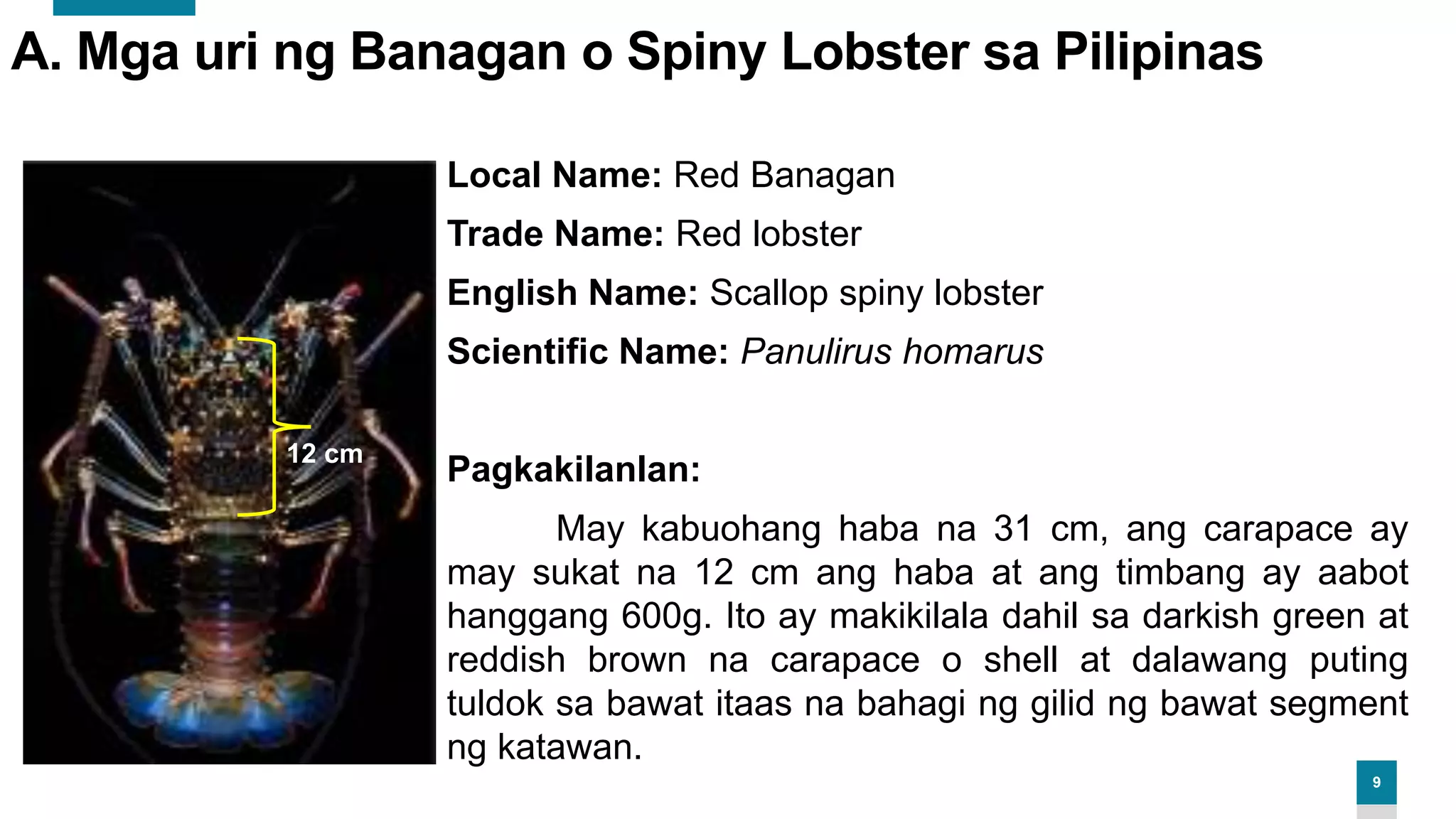 Ang Biolohiya, Ekolohiya at Pangisdaan ng mga Banagan.pptx