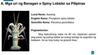 Ang Biolohiya, Ekolohiya at Pangisdaan ng mga Banagan.pptx