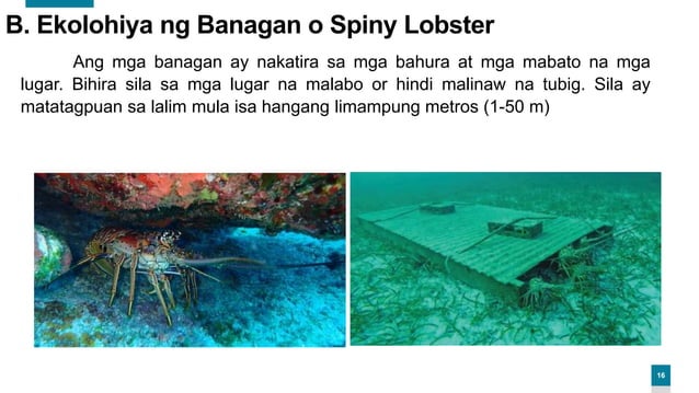 Ang Biolohiya, Ekolohiya at Pangisdaan ng mga Banagan.pptx