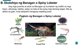 Ang Biolohiya, Ekolohiya at Pangisdaan ng mga Banagan.pptx