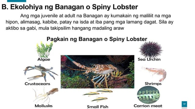 Ang Biolohiya, Ekolohiya at Pangisdaan ng mga Banagan.pptx