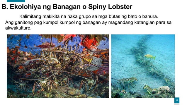 Ang Biolohiya, Ekolohiya at Pangisdaan ng mga Banagan.pptx