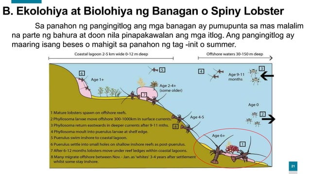 Ang Biolohiya, Ekolohiya at Pangisdaan ng mga Banagan.pptx