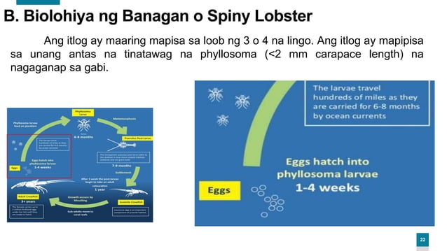Ang Biolohiya, Ekolohiya at Pangisdaan ng mga Banagan.pptx