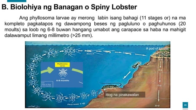 Ang Biolohiya, Ekolohiya at Pangisdaan ng mga Banagan.pptx