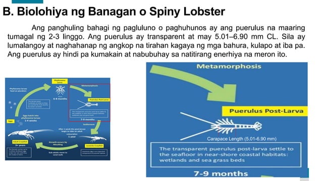 Ang Biolohiya, Ekolohiya at Pangisdaan ng mga Banagan.pptx