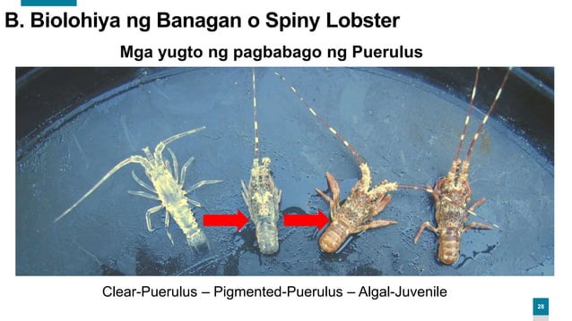 Ang Biolohiya, Ekolohiya at Pangisdaan ng mga Banagan.pptx