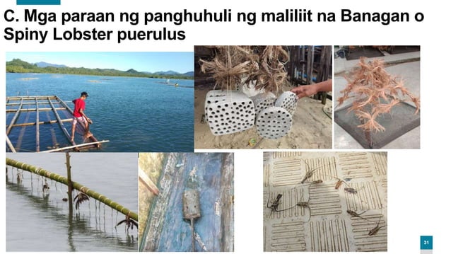 Ang Biolohiya, Ekolohiya at Pangisdaan ng mga Banagan.pptx