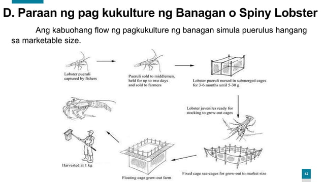Ang Biolohiya, Ekolohiya at Pangisdaan ng mga Banagan.pptx
