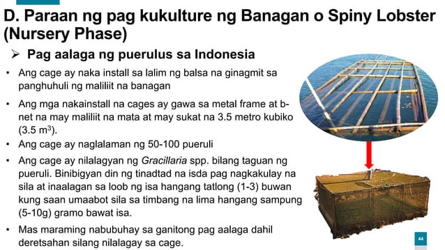 Ang Biolohiya, Ekolohiya at Pangisdaan ng mga Banagan.pptx