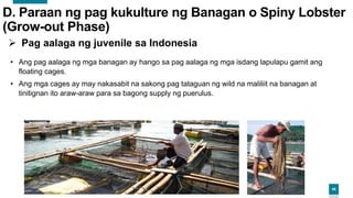 Ang Biolohiya, Ekolohiya at Pangisdaan ng mga Banagan.pptx