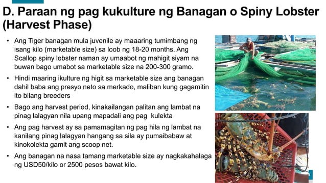 Ang Biolohiya, Ekolohiya at Pangisdaan ng mga Banagan.pptx