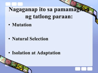 Ang Ebolusyon ng Tao | PPTX