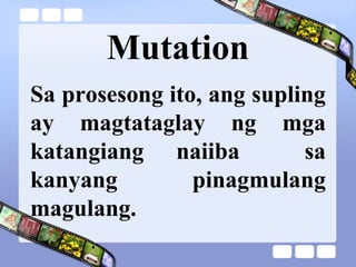 Ang Ebolusyon ng Tao | PPTX
