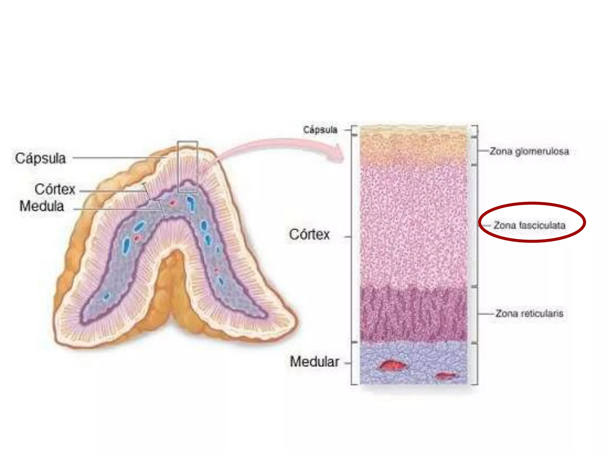 Histologia De Las Glandulas Suprarrenales Pptx Endocrine And