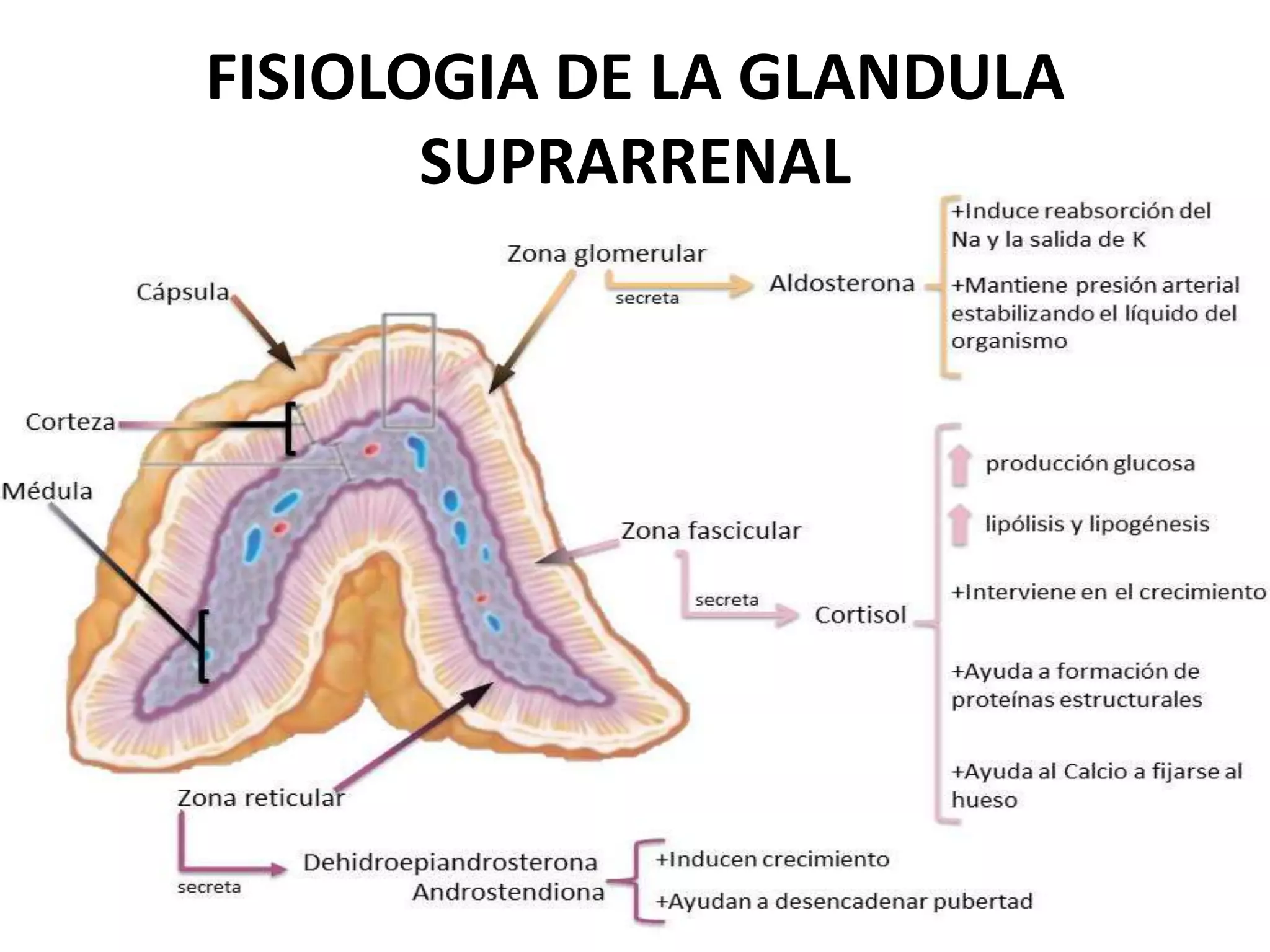 HISTOLOGIA DE LAS GLANDULAS SUPRARRENALES | PPTX | Endocrine and ...