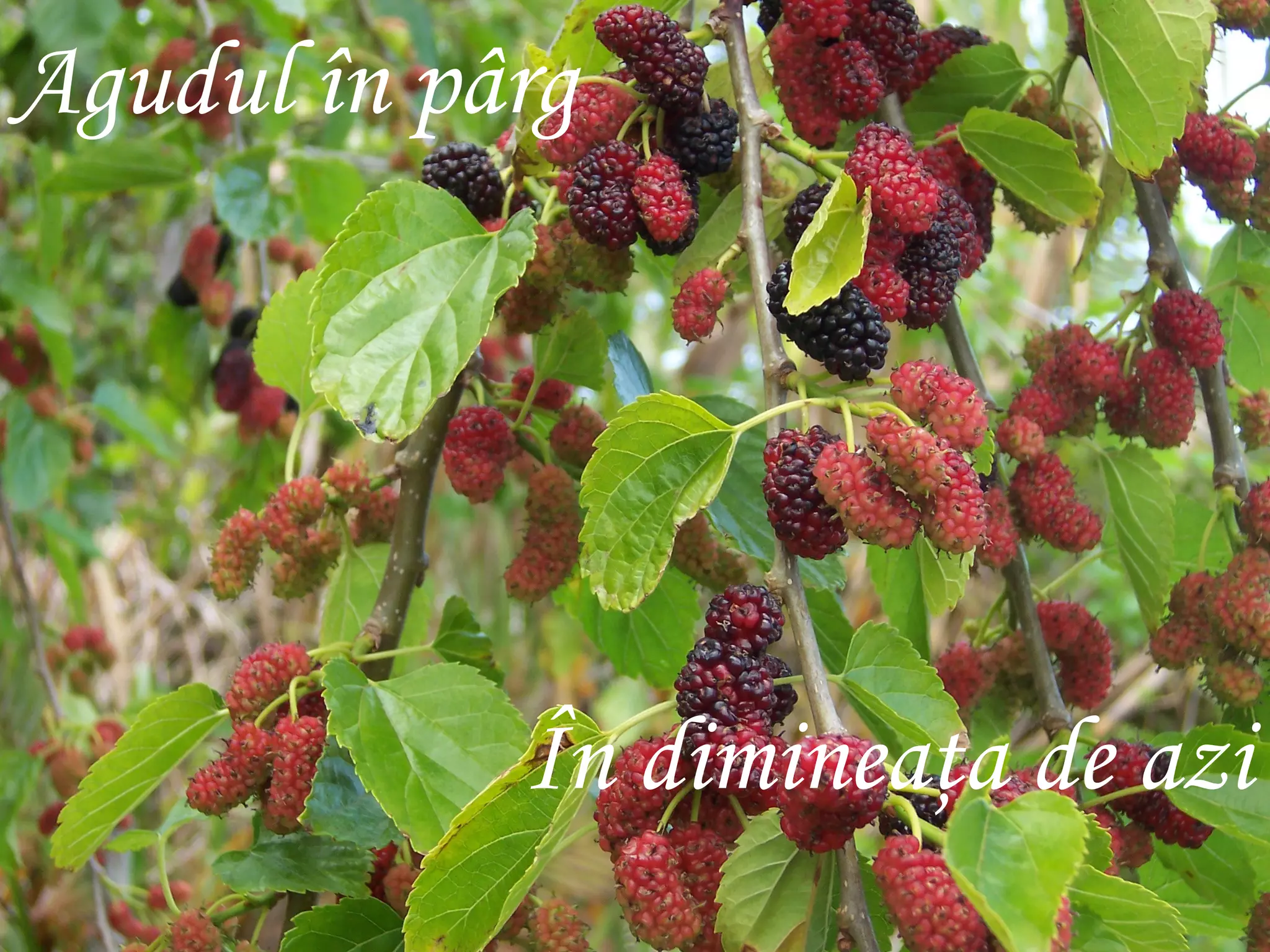 Angela Baciu Moise Stancuta Neagra | PPT