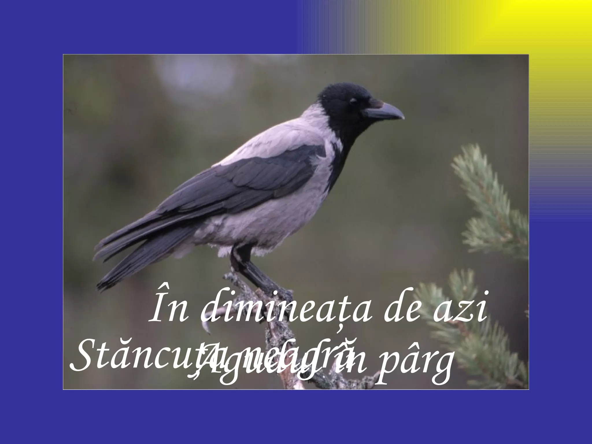 Angela Baciu Moise Stancuta Neagra | PPT