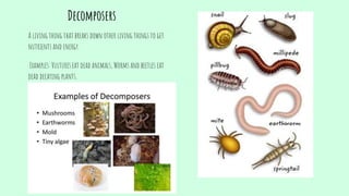 Ecosystems by Group1 | PPTX | Geography | Science