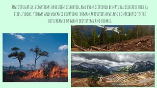 Ecosystems by Group1 | PPTX | Geography | Science