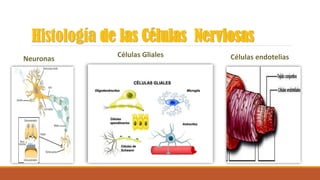 ANGELA RECOBA SUCLUPE -SISTEMA NERVIOSO.pdf