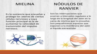 ANGELA RECOBA SUCLUPE -SISTEMA NERVIOSO.pdf