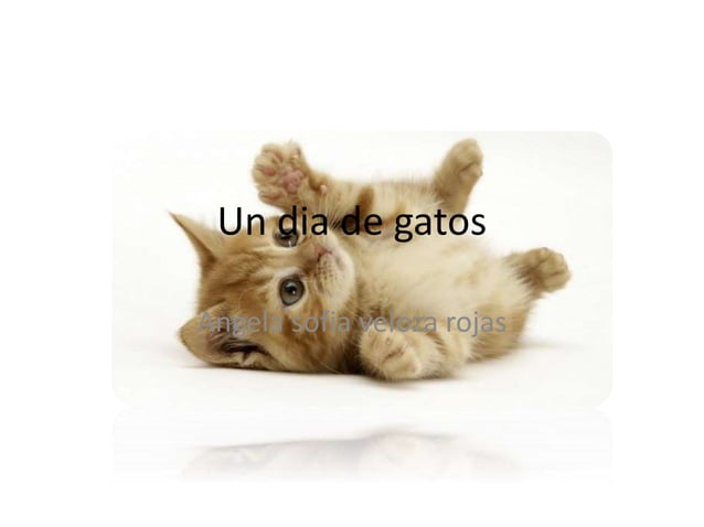 Un dia de gatos