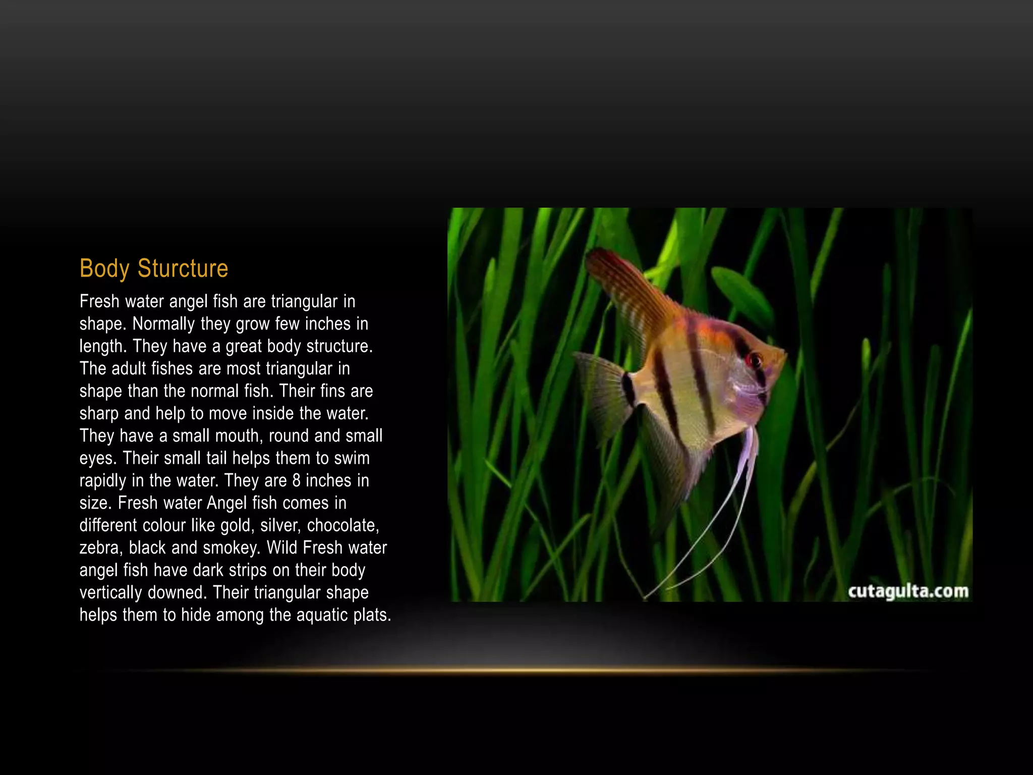 Angel fish | PPT