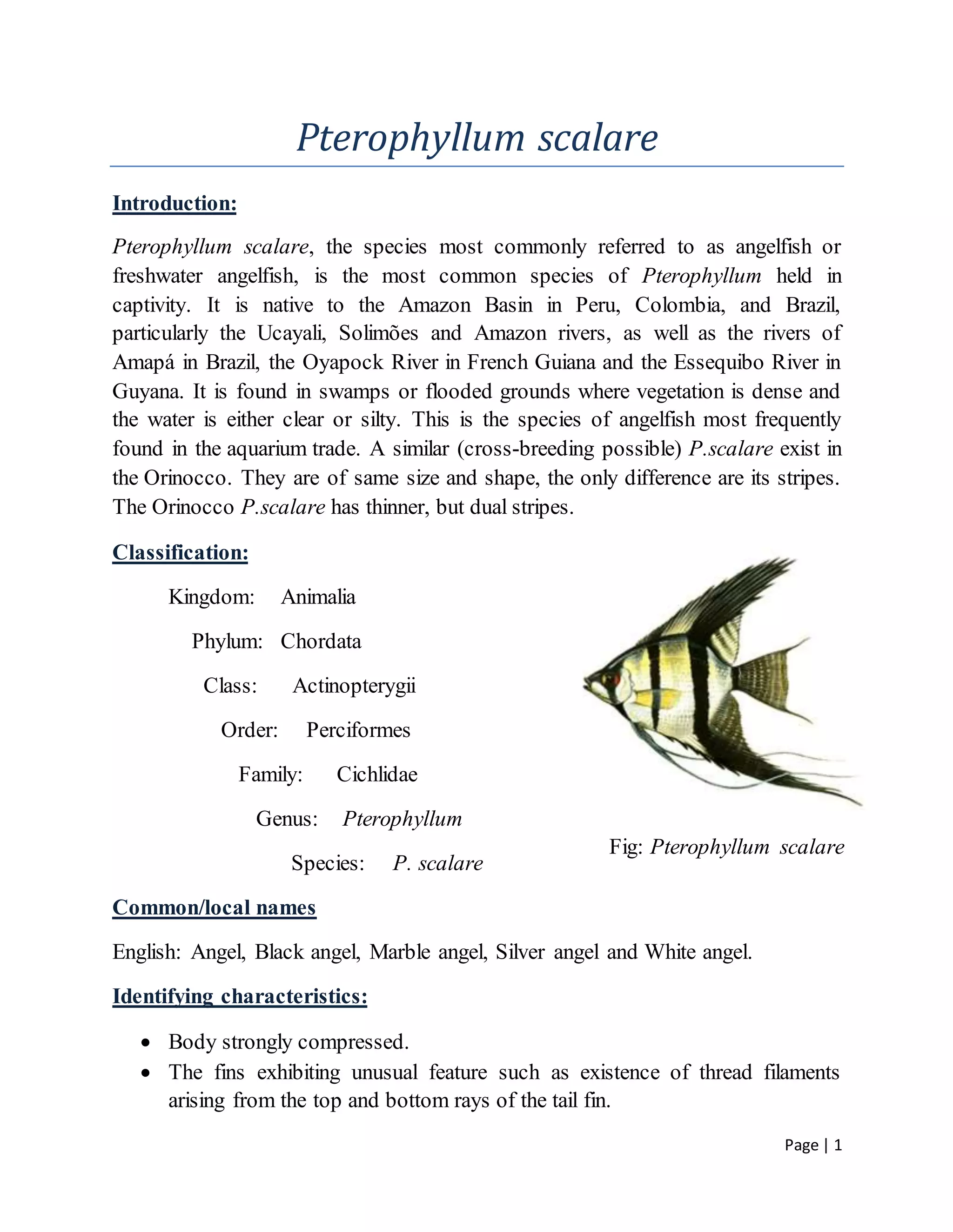 Angel fish-Pterophyllum scalare | DOCX